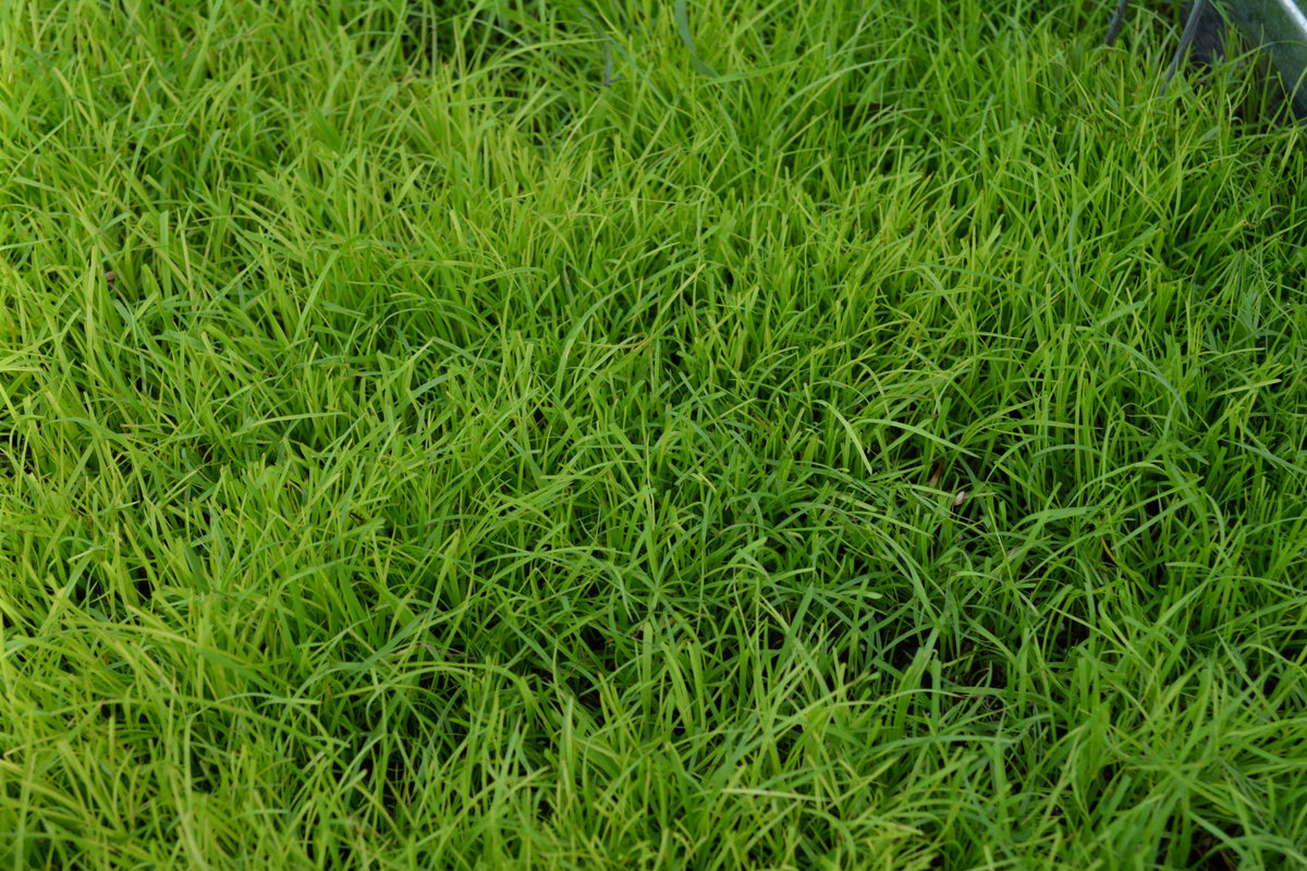 Tifton 9 Bahia Grass Seed Certified Hancock Seed