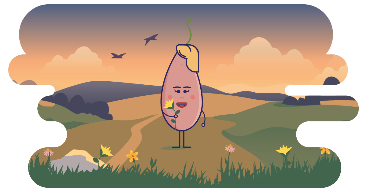 When To Plant Wildflowers and Sunflowers | Hancock Seed