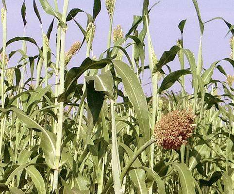 Dove Food Plot Seed – hancockseed.com