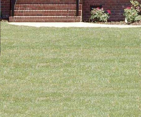 Bermuda Lawn Plugs – hancockseed.com