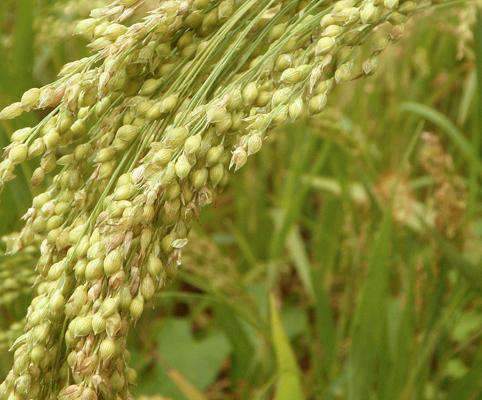 Millet Food Plot Seed For Quail, Game Bird, Hunting & Other Plots ...