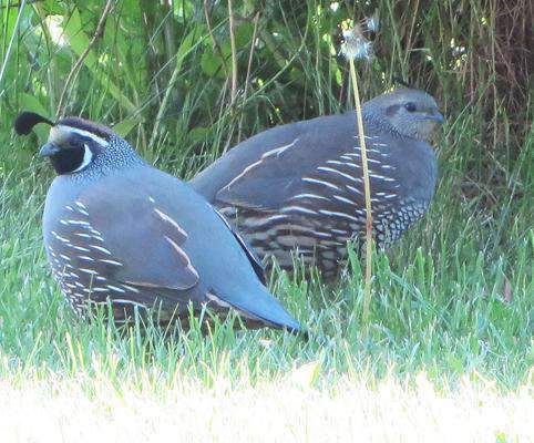 Food Plot Seed for Deer, Turkey, & Wildlife | Hancock Seed ...