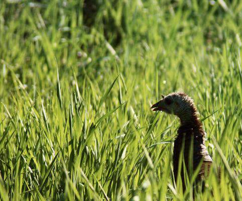 Chufa Seed for Sale | Best Turkey Food Plot Seed Options | Hancock Seed