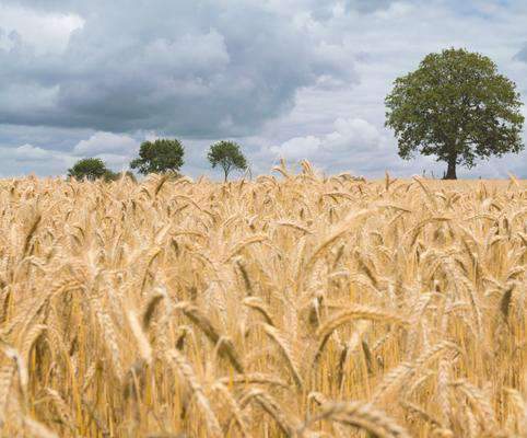 Grain Rye Seed for Quail Food Plot | Hancock Seed