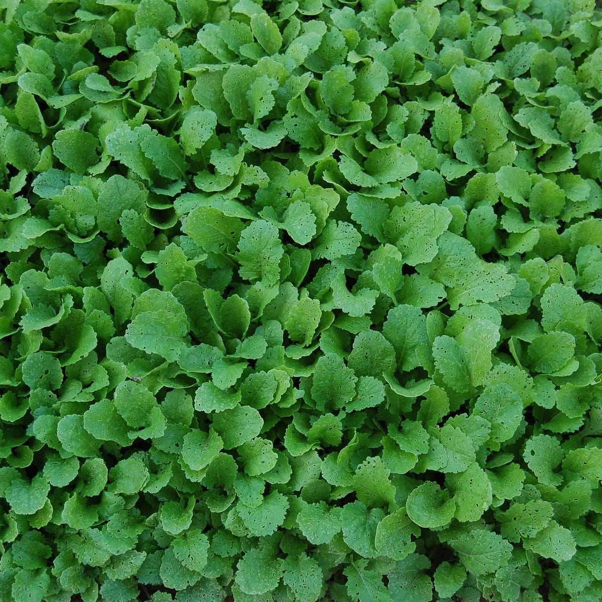 Top Quality Turnip Seed for Sale in Bulk | Forage Food Plots | Hancock Seed