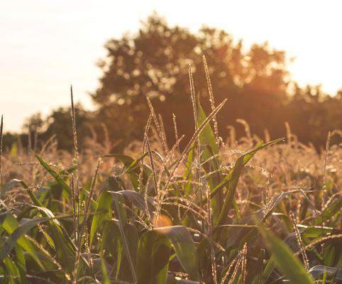 Specialty Seeds | Hancock Seed – hancockseed.com