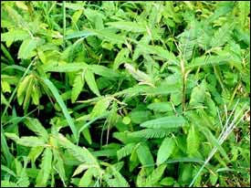Aeschynomene (Vetch) Seed for Deer Food Plot | Hancock Seed ...