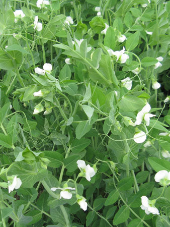 Peas Deer Food Plot Seed | Hancock Seed – hancockseed.com