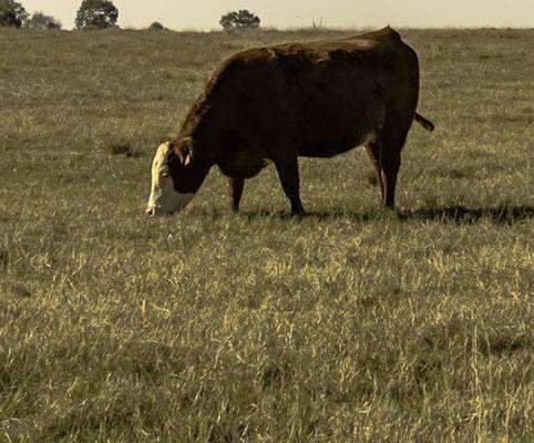 Bermuda Grass Seed for Pasture – Hancock Seed
