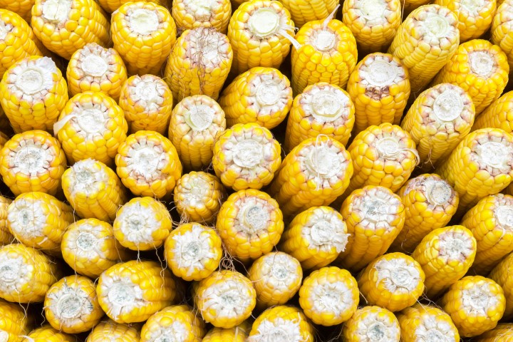 Best Corn Deer Food Plot Seed | Best Bag of Quality Seed | Hancock Seed
