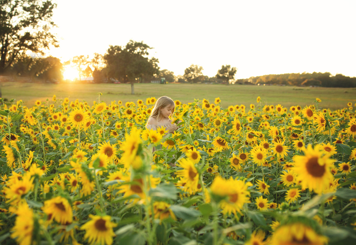 Sunflower Seed | Food Plots, Cover Crop, Fodder | Hancock Seed ...