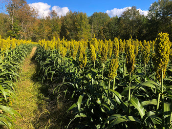 Sunflower Food Plot Seed | Forage & Fodder | Hancock Seed