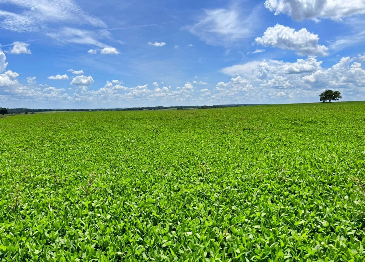 Alyce Clover Seed - Coated – Hancock Seed