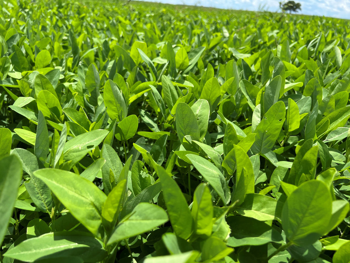 Alyce Clover Seed - Coated – Hancock Seed