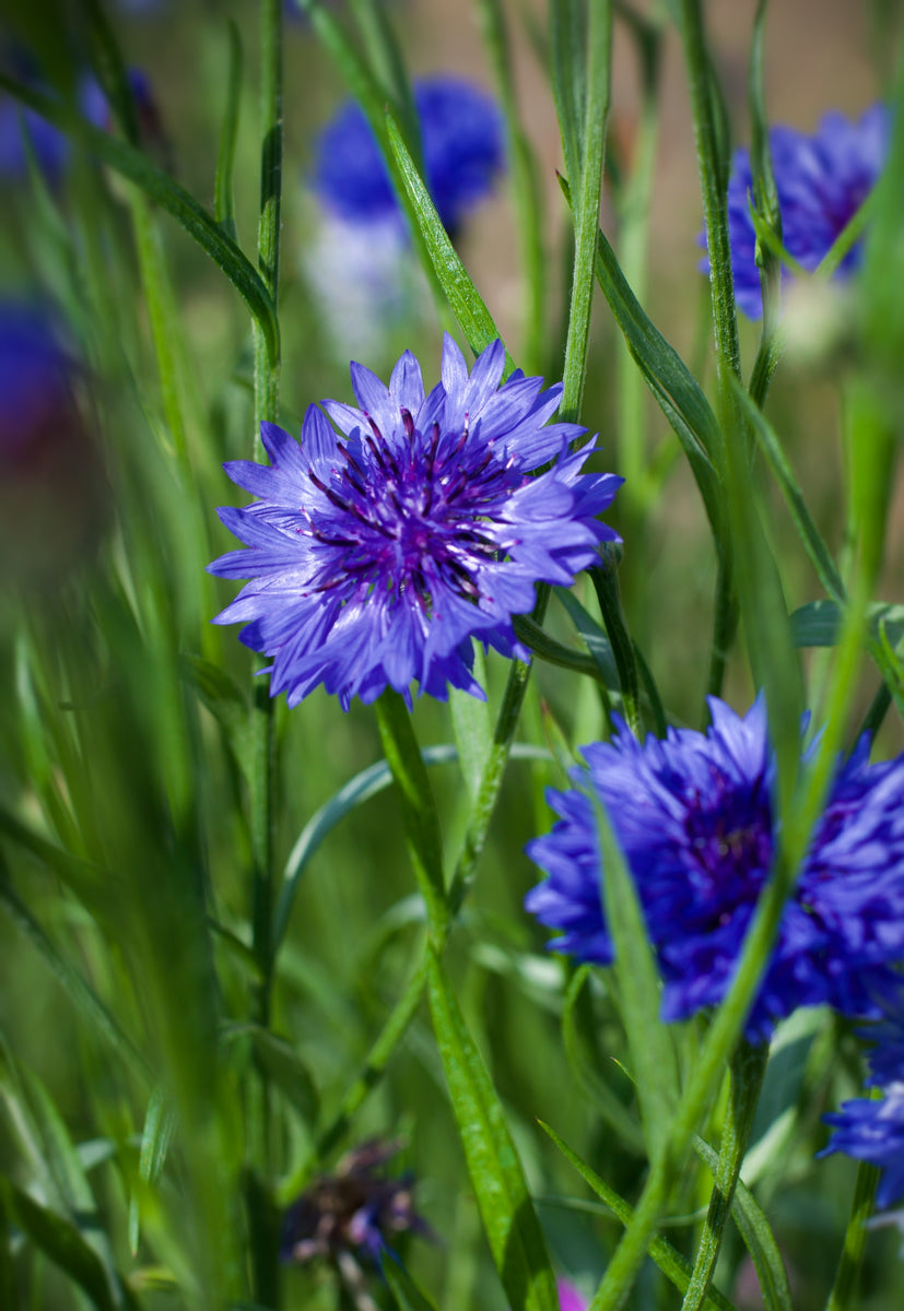 Tall Blue Bachelor Buttons Wildflower Seed – Hancock Seed