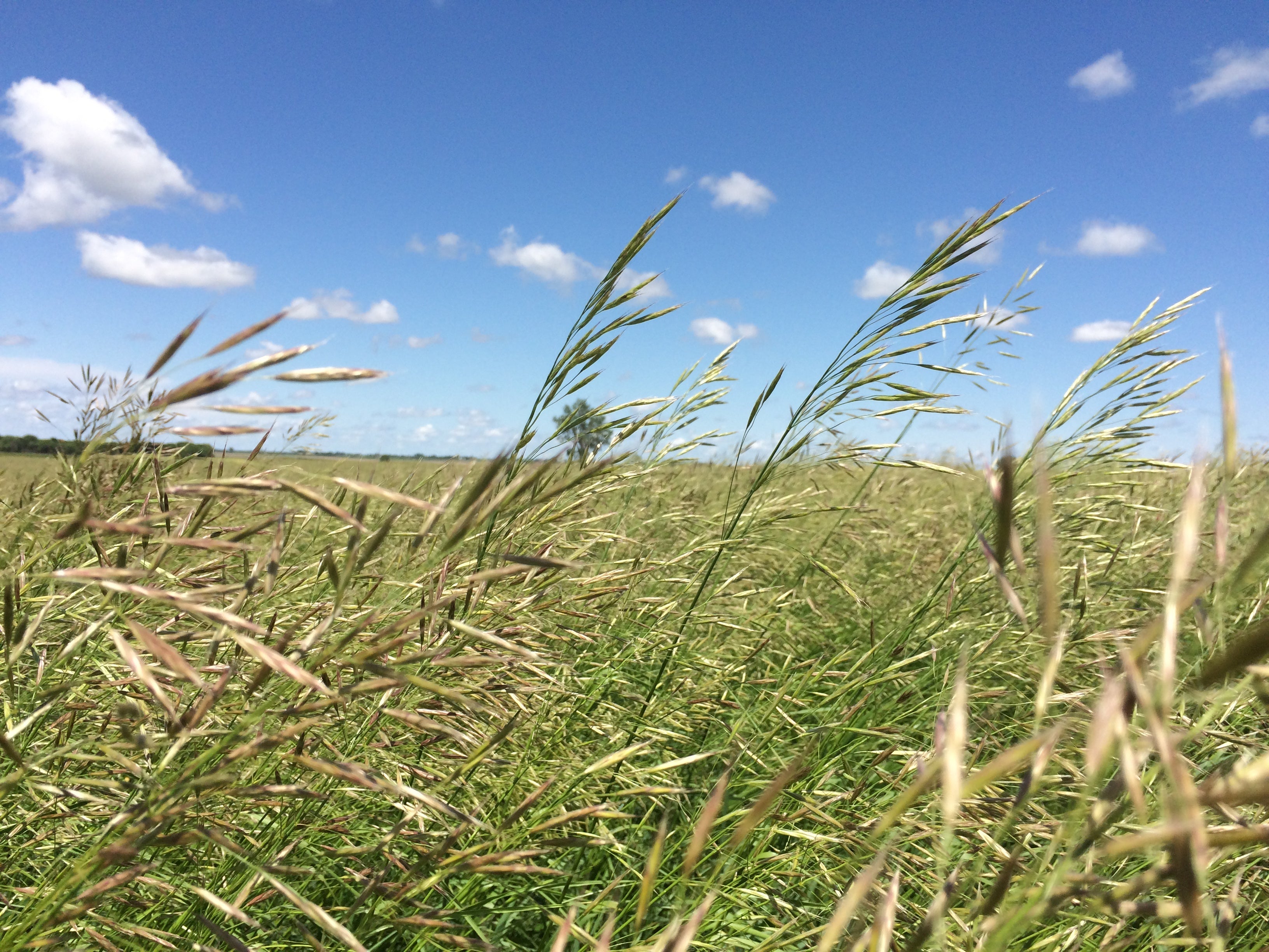 Smooth Brome Grass Seed