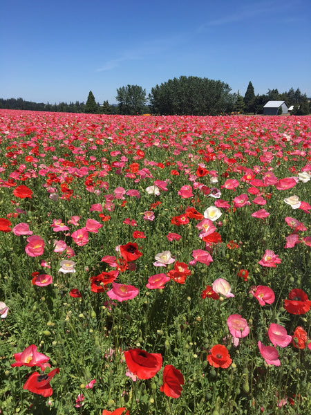 Mixed Colors Corn Poppy Wildflower Seed – hancockseed.com