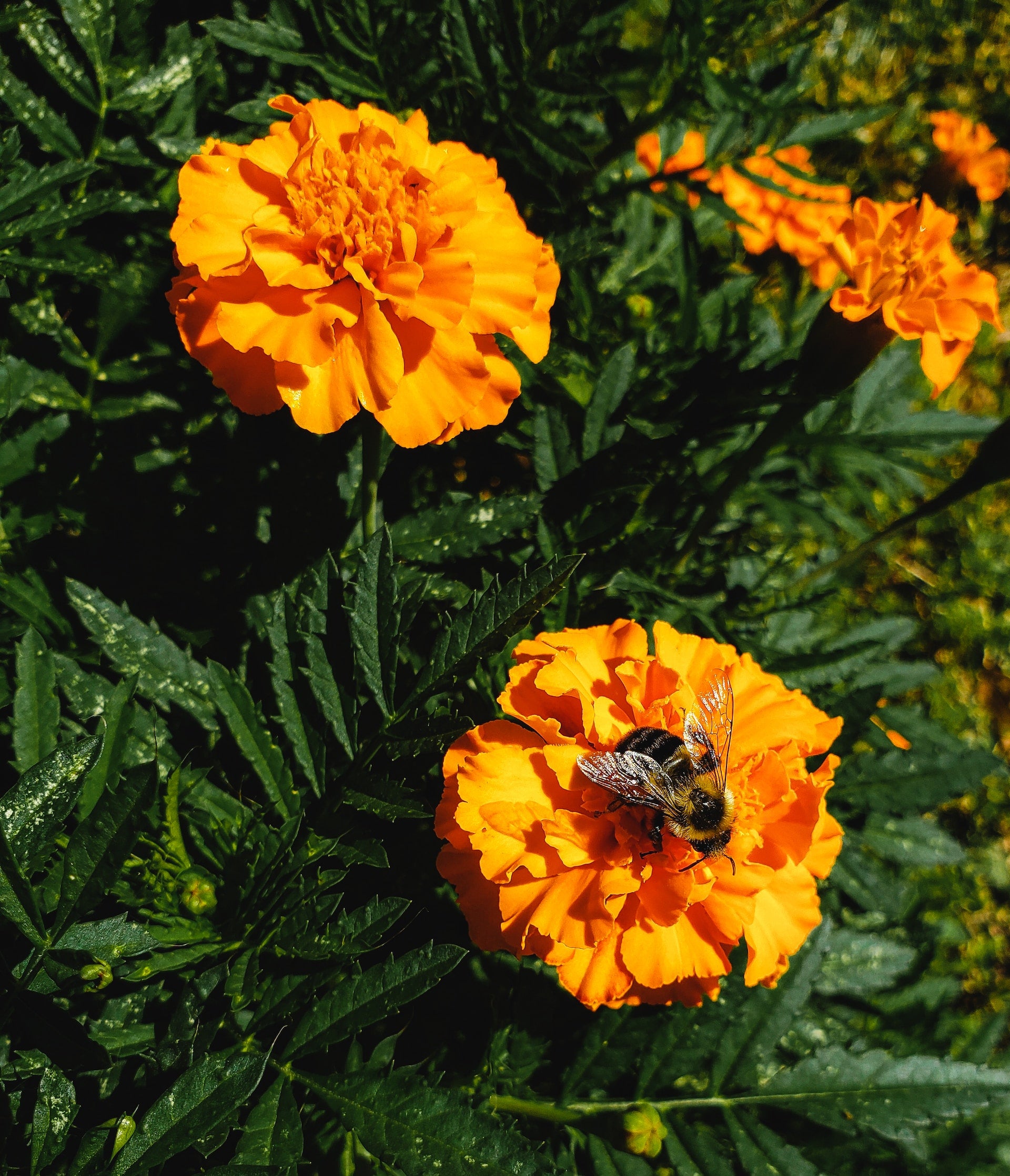 French Marigold Wildflower Seed – hancockseed.com