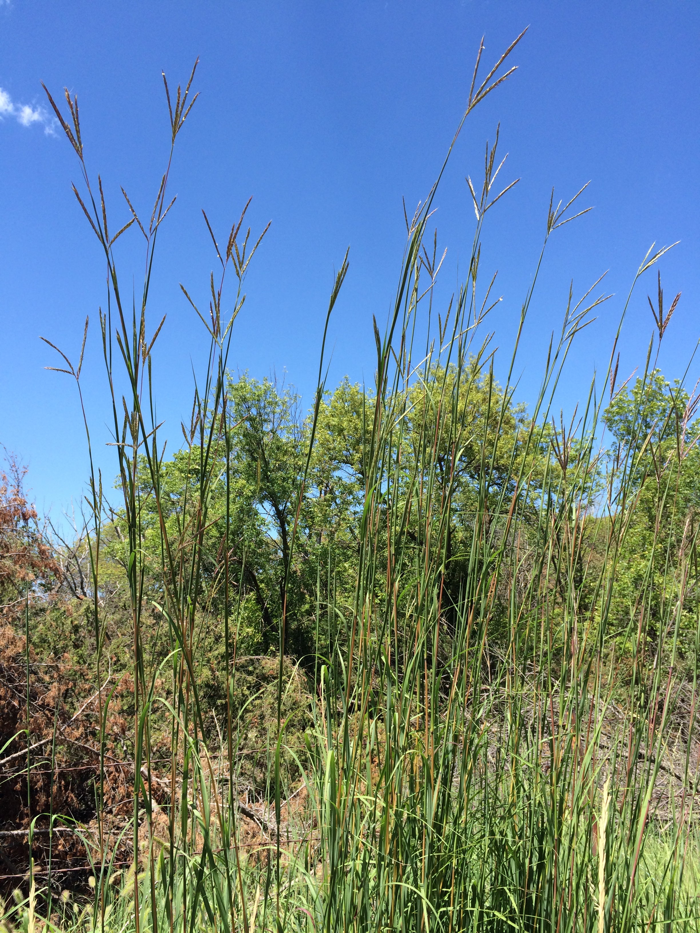 Big Bluestem Native Grass Seed – hancockseed.com