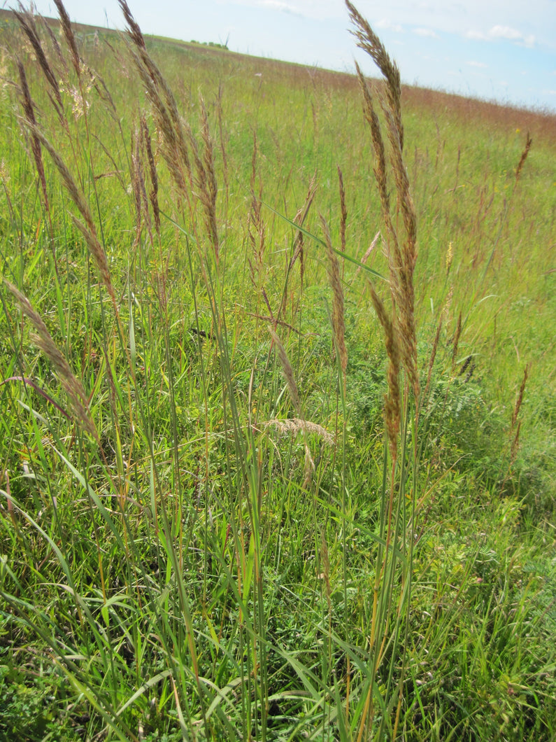 Native Grass Seed | Forage, Restoration | Hancock Seed – hancockseed.com