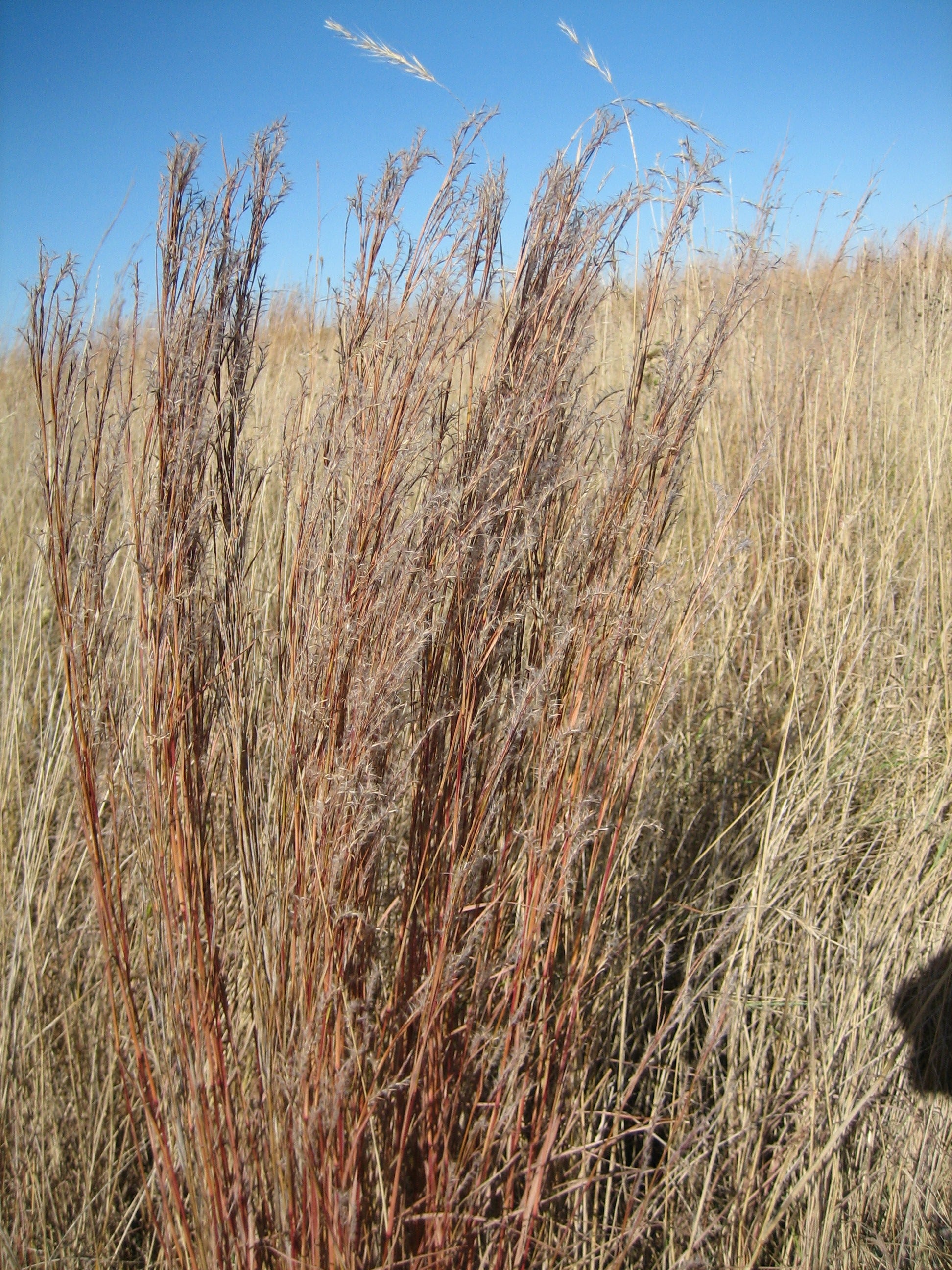 Little Bluestem Grass Seed – hancockseed.com