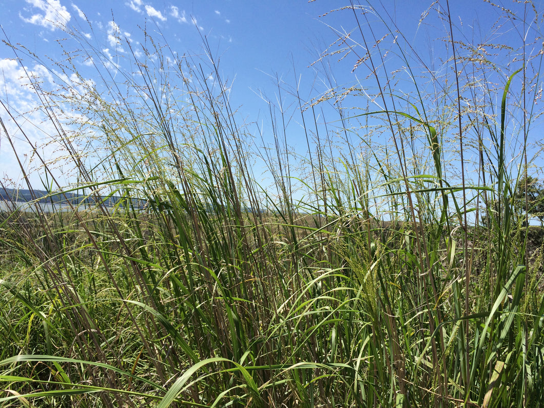 Native Grass Seed | Forage, Restoration | Hancock Seed – hancockseed.com