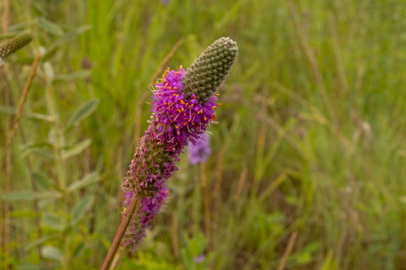 Purple Prairie Clover Seed | Hancock Seed – hancockseed.com