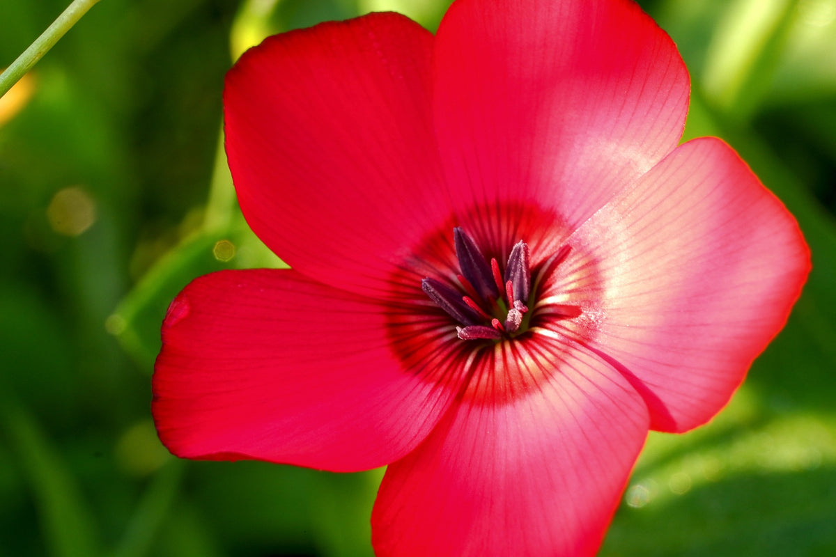 Scarlet Flax Wildflower Seed – Hancock Seed