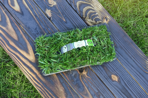 ProVista St. Augustine Lawn Plugs - 16 Count – Hancock Seed