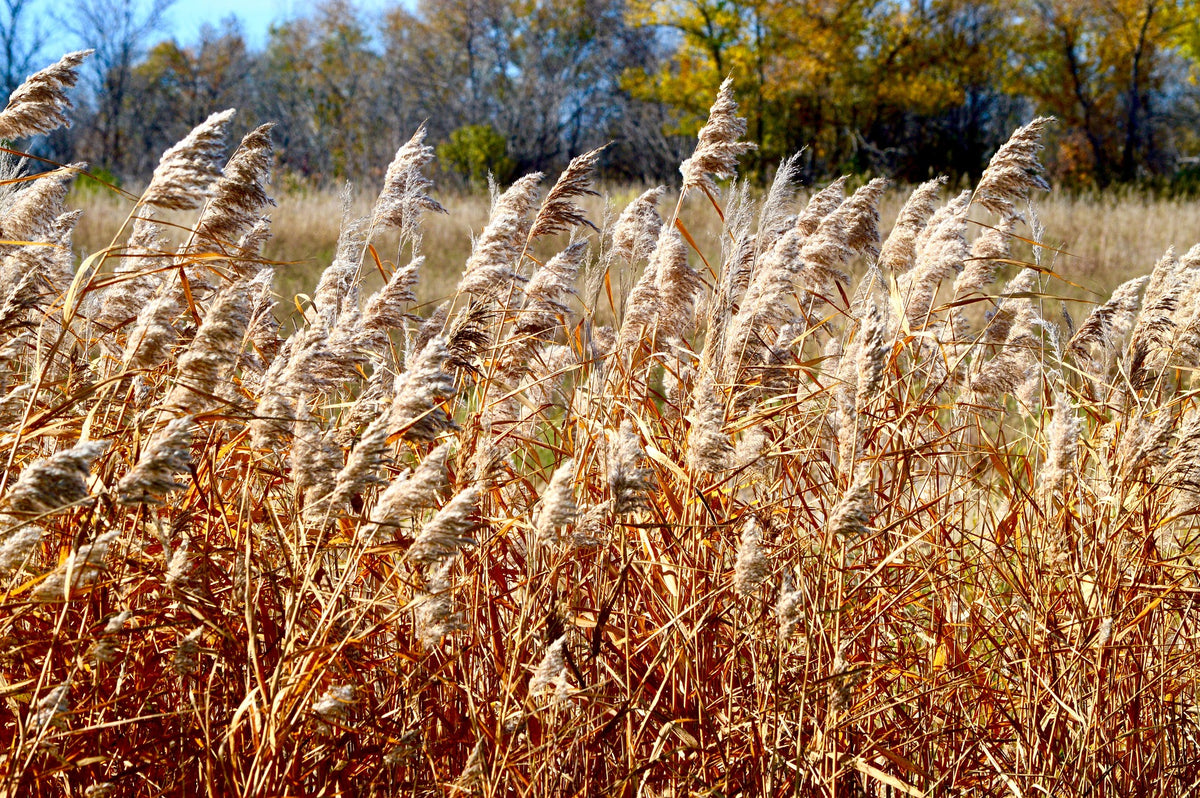Tallgrass Native Grass Seed Mix – Hancock Seed