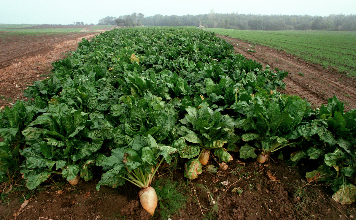 Sugar Beet Seed – Hancock Seed