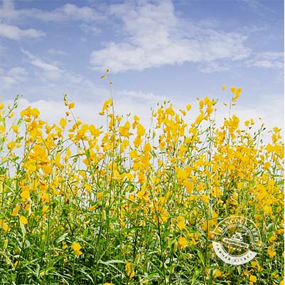 Hancock's Sunn Hemp Seed - Raw – hancockseed.com