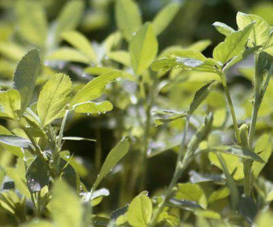 Alamo Alfalfa Seed - Coated - Certified