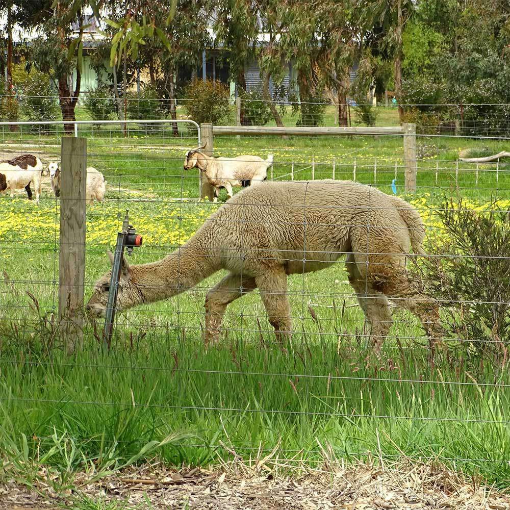 Alpaca Pasture Seed Mix For Cool Climate | Hancock Seed