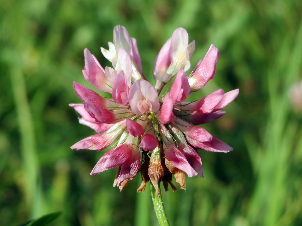 Clover Seed | Legume, Food Plot, Pasture | Hancock Seed – hancockseed.com