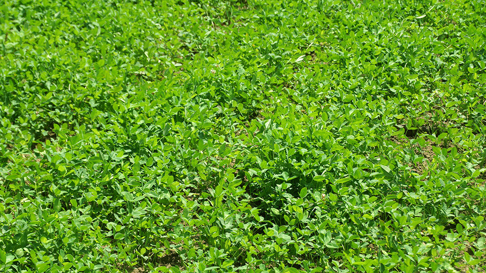 Apache Arrowleaf Clover Seed – hancockseed.com