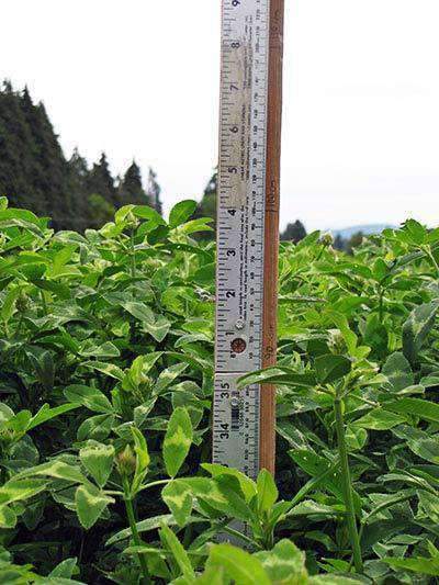 Blackhawk Arrowleaf Clover Seed (Pre-Order) – hancockseed.com
