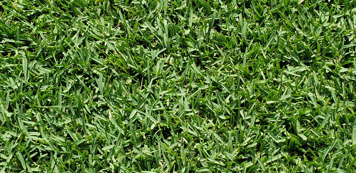 Saint Augustine Grass