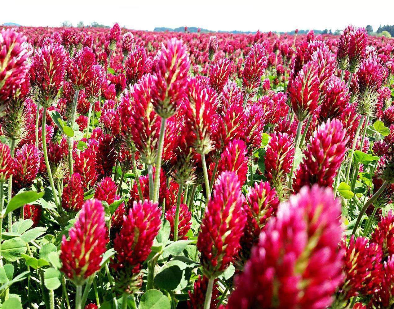 Crimson Clover Seed - Coated – hancockseed.com