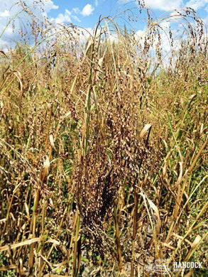 White Proso Millet Seed – hancockseed.com
