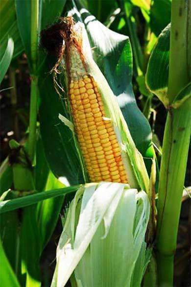 field corn plant