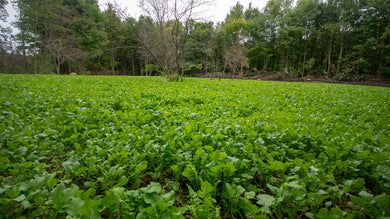 Hancock's Duck Food Plot Seed Mix – hancockseed.com