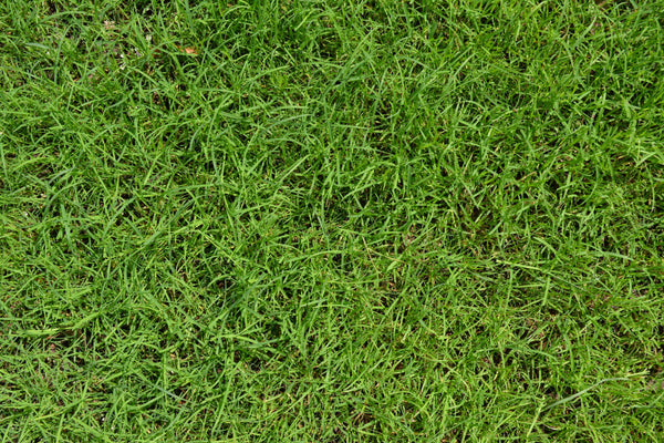 Hancock's Highlander Turf Bermuda Grass Seed - Hulled & Coated ...