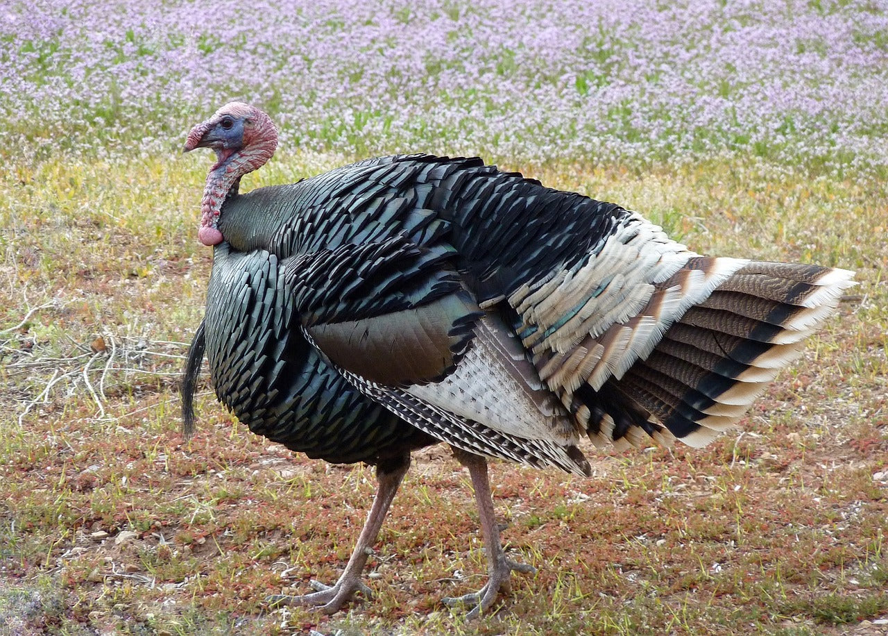 Hancock's Turkey Food Plot Seed Mix – hancockseed.com