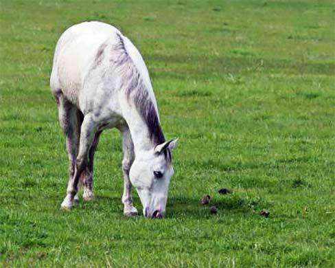 Horse Pasture Grass Seed Mix - Warm Climate – hancockseed.com