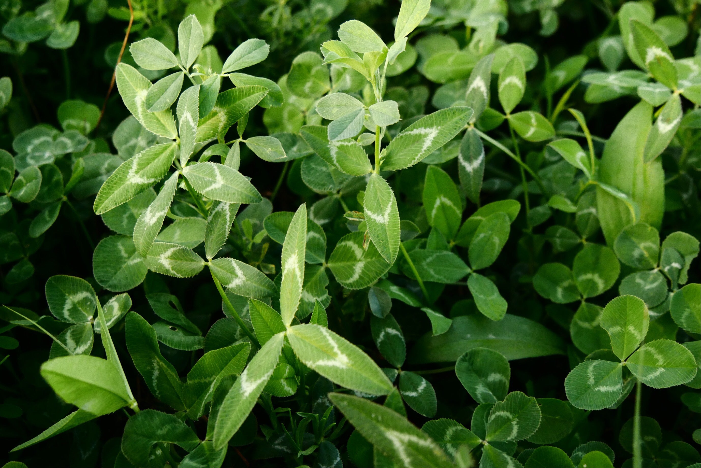 Hancock's Killer Clover Seed Mix – Hancock Seed