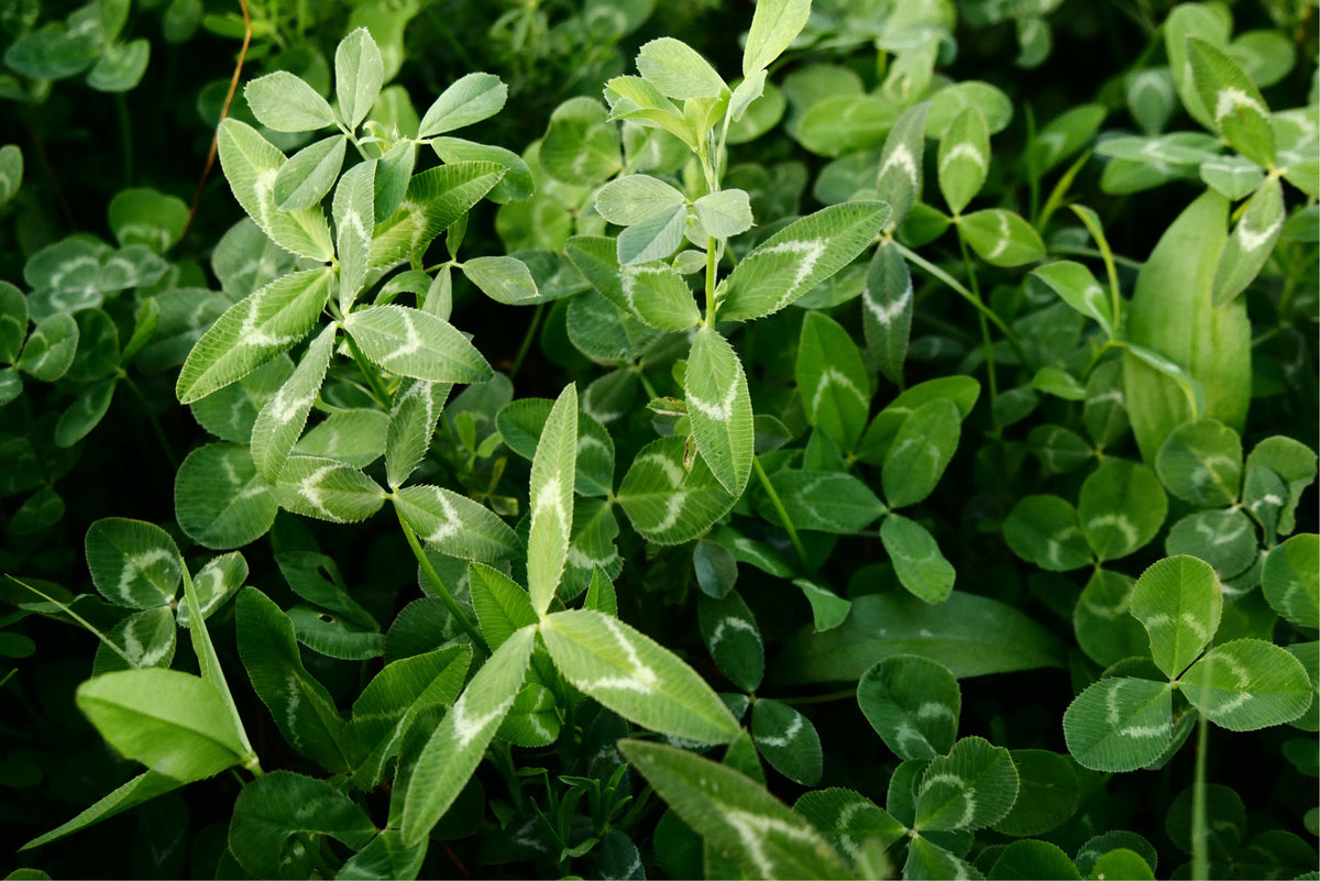 Hancock's Killer Clover Seed Mix – Hancock Seed