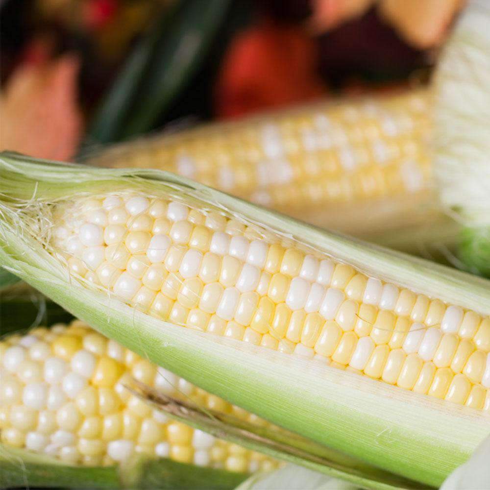 Hancock's Jackpot Sweet Bi-Color Corn Seed – Hancock Seed