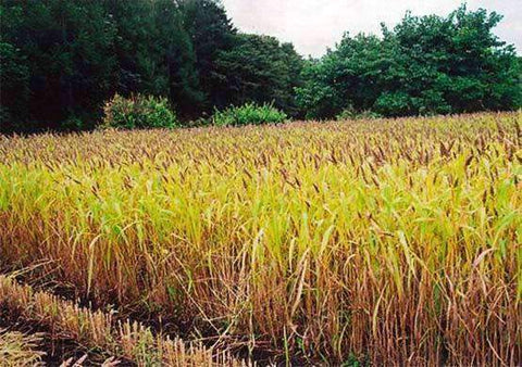 White Proso Millet Seed – hancockseed.com