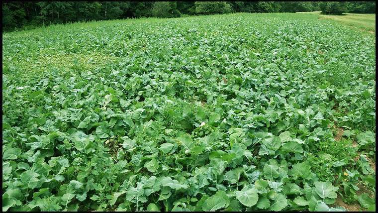 Hancock's Forage Kale Seed – hancockseed.com